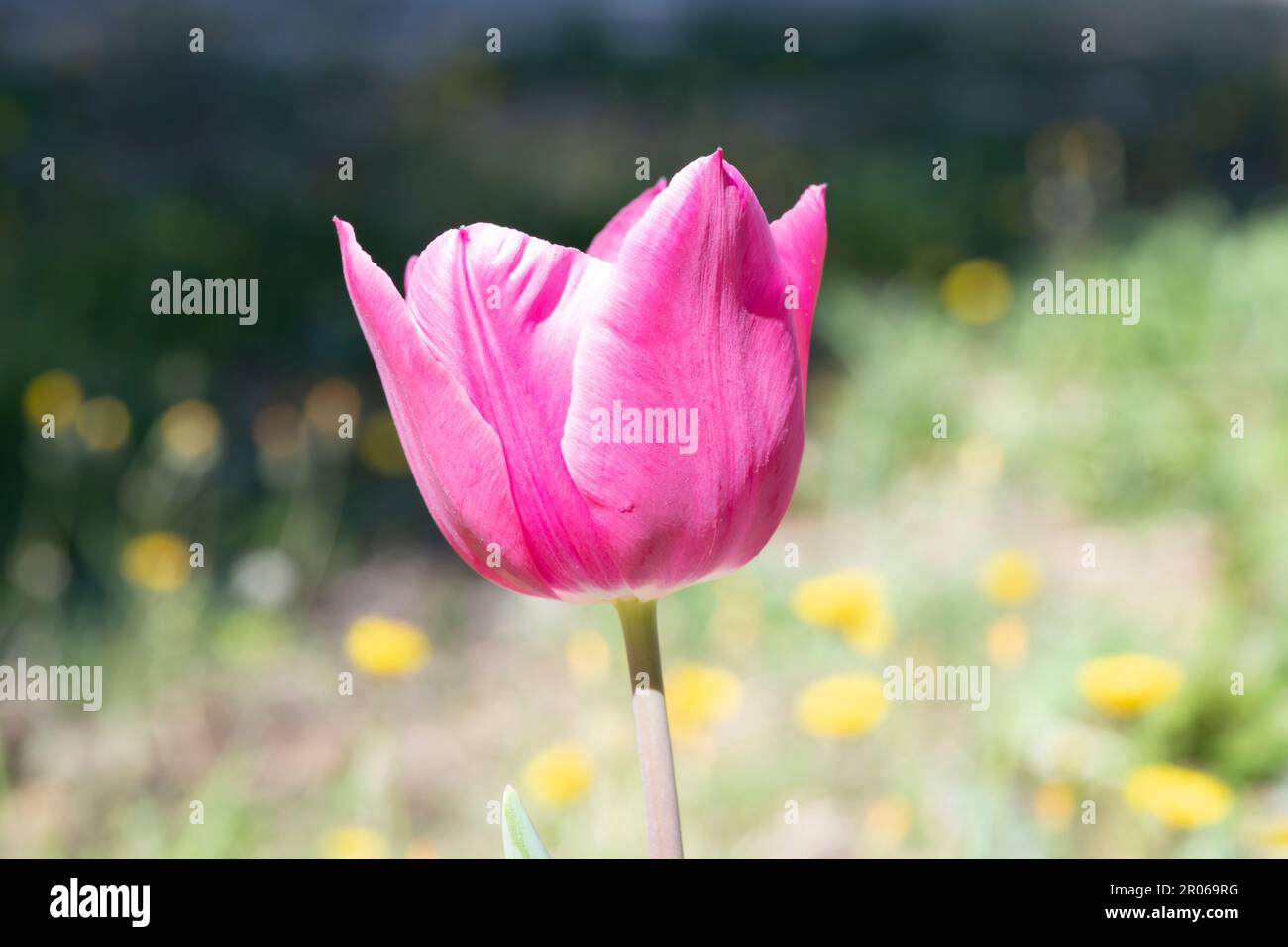 A Captivating Pink Tulip Blooms in the South of France Stock Photo - Alamy