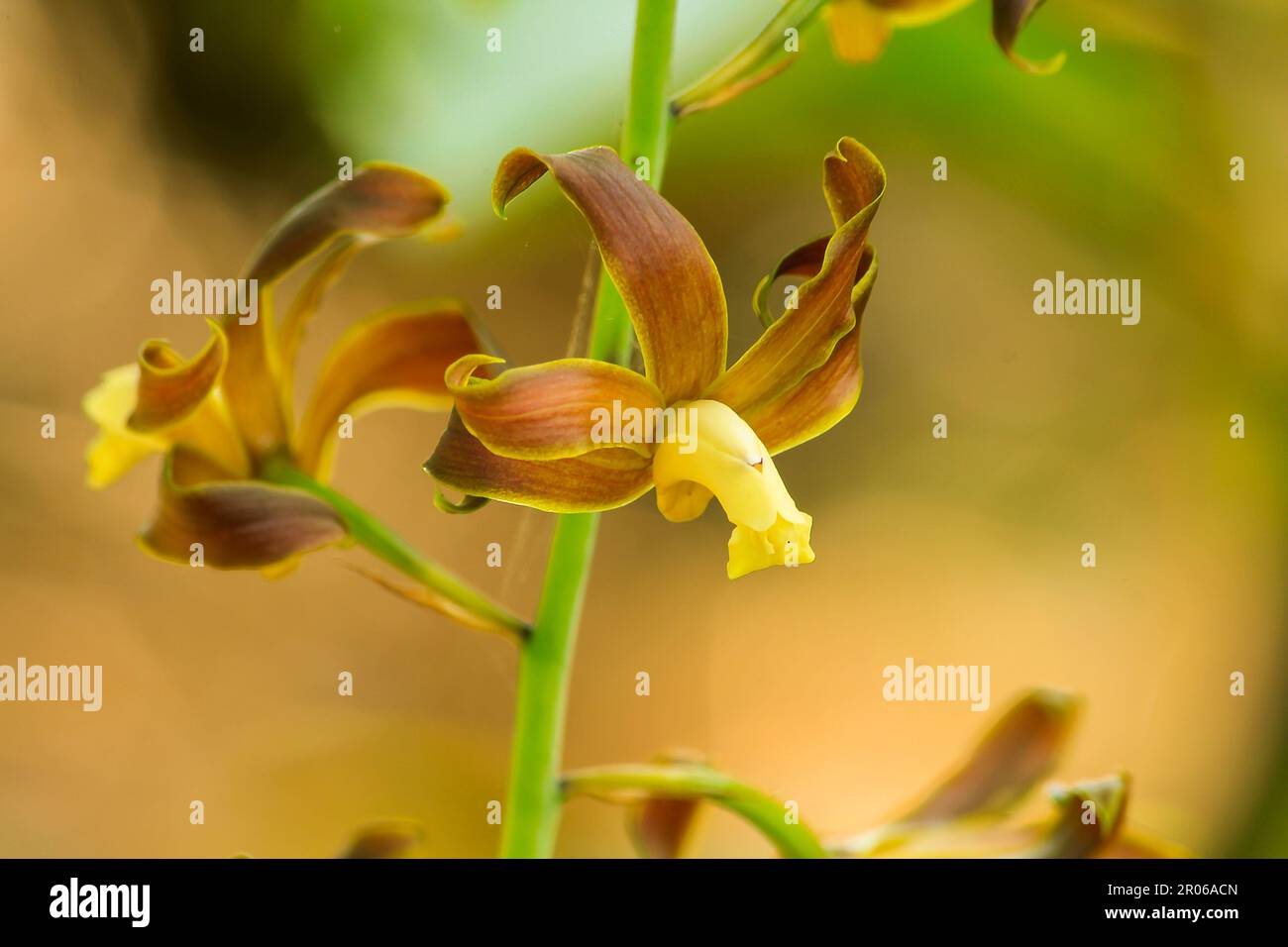 Yellow orchids in nature Stock Photo - Alamy