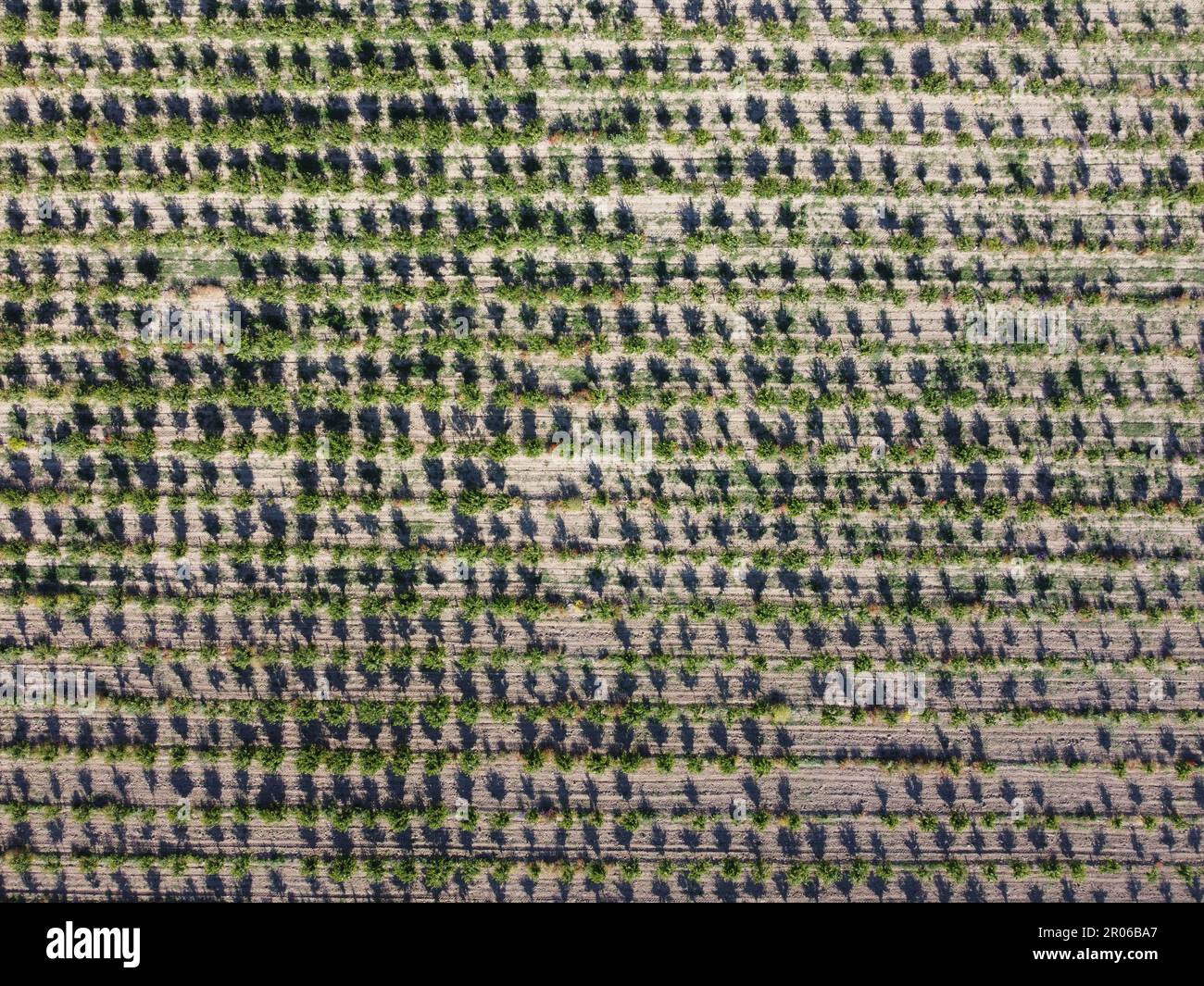 Aerial Modern Garden. aerial top view of an apple orchard planted using ...