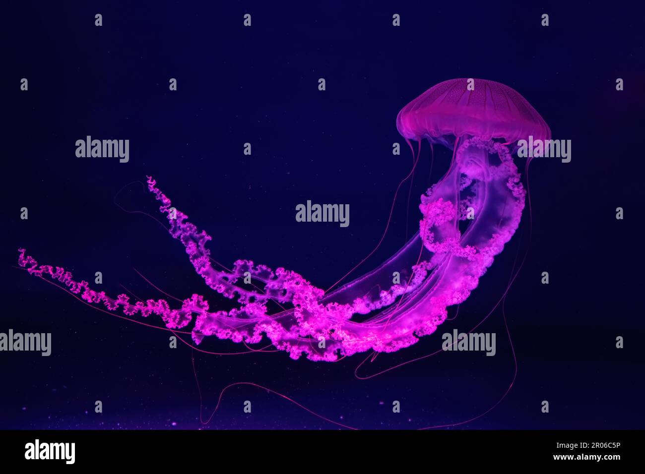 Fluorescent jellyfish swimming underwater aquarium pool with pink neon ...