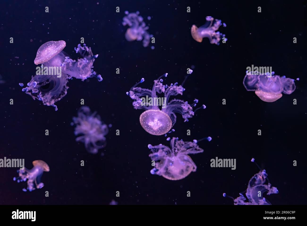 Group of fluorescent jellyfish swimming underwater aquarium pool ...