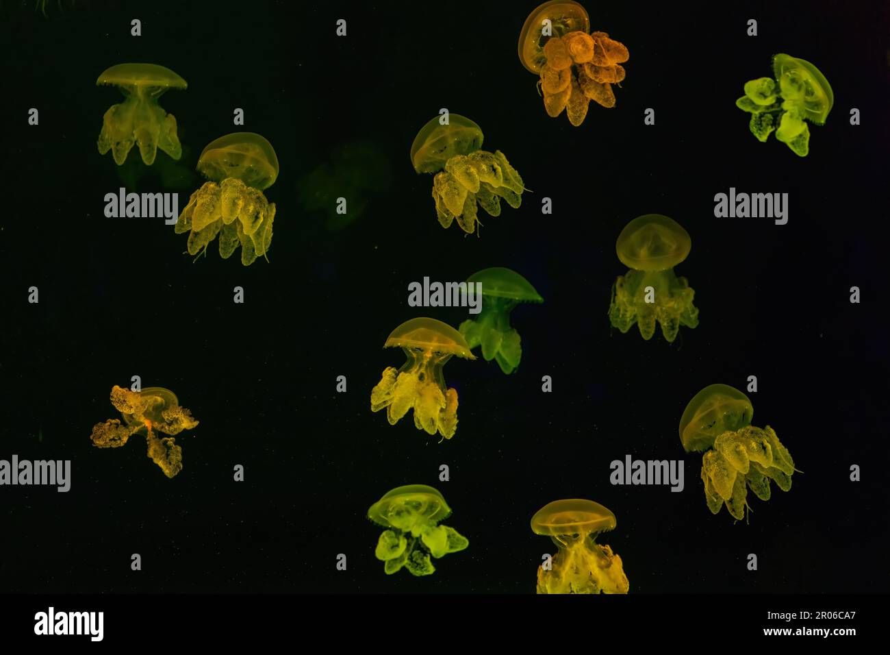 Group of yellow fluorescent jellyfish swimming underwater aquarium pool ...