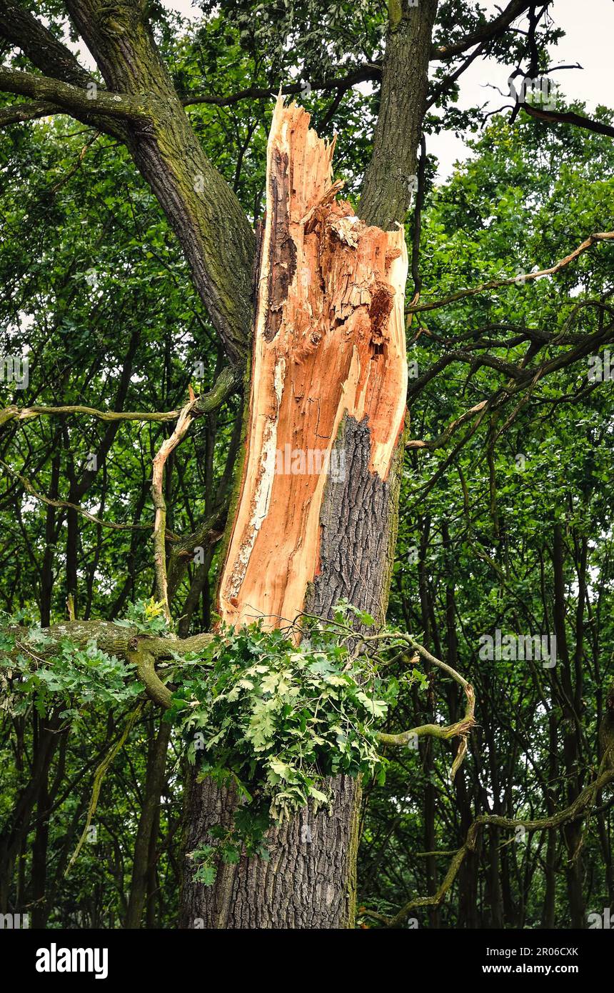 Damaged tree in the green forest. Tree that was struck by lightning in ...