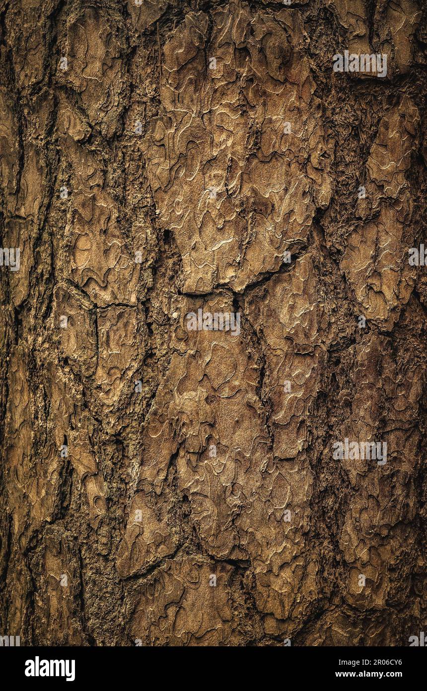 Brown tree bark texture. Close-up of old wood, may be used as a ...
