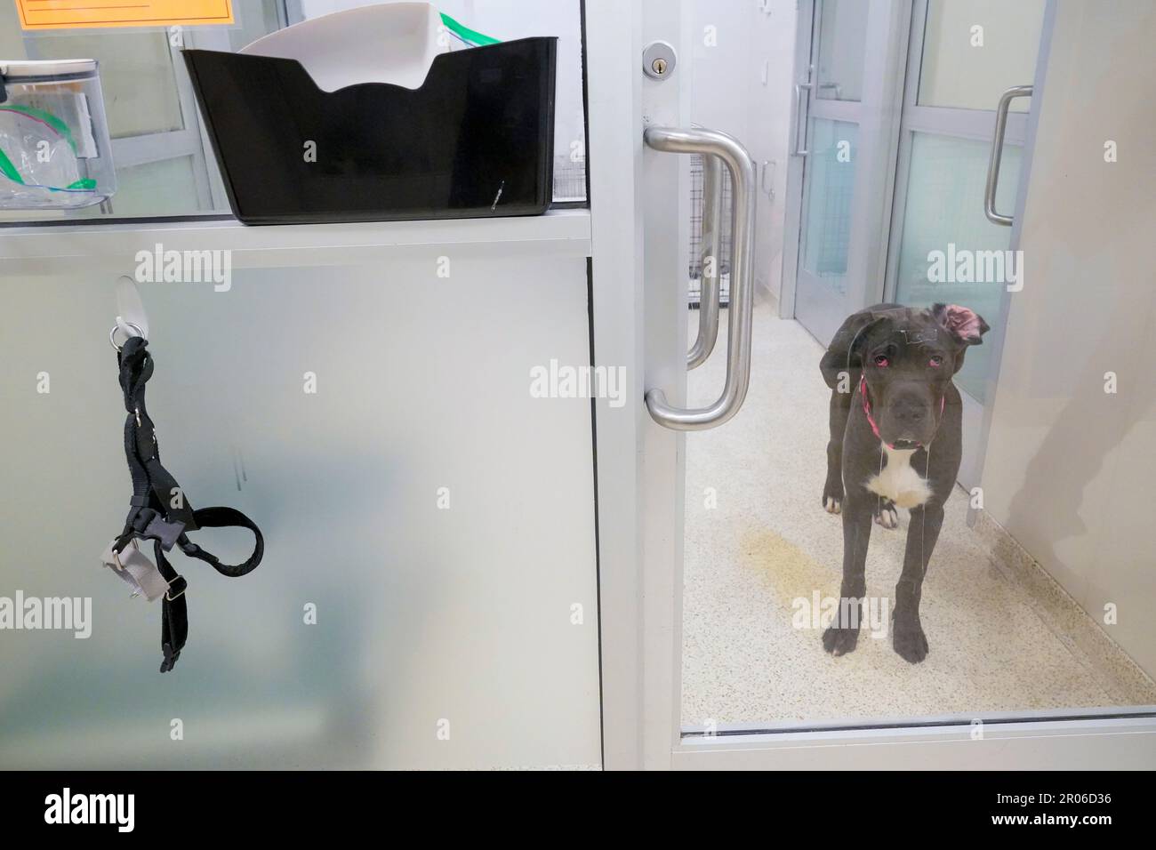 Funnel, one of the dogs being cared for at the ASPCA adoption center ...