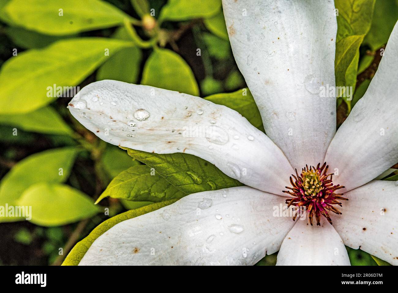 Magnolis Grandiflora flower with drops of rain water on the petals ...