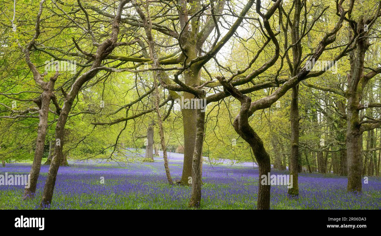 bluebells cornwall,Bluebell wood, with a pathway through English ...