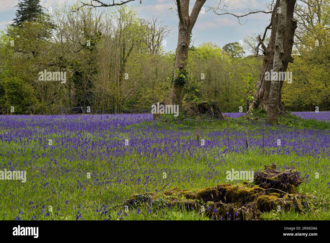 bluebells cornwall,Bluebell wood, with a pathway through English ...