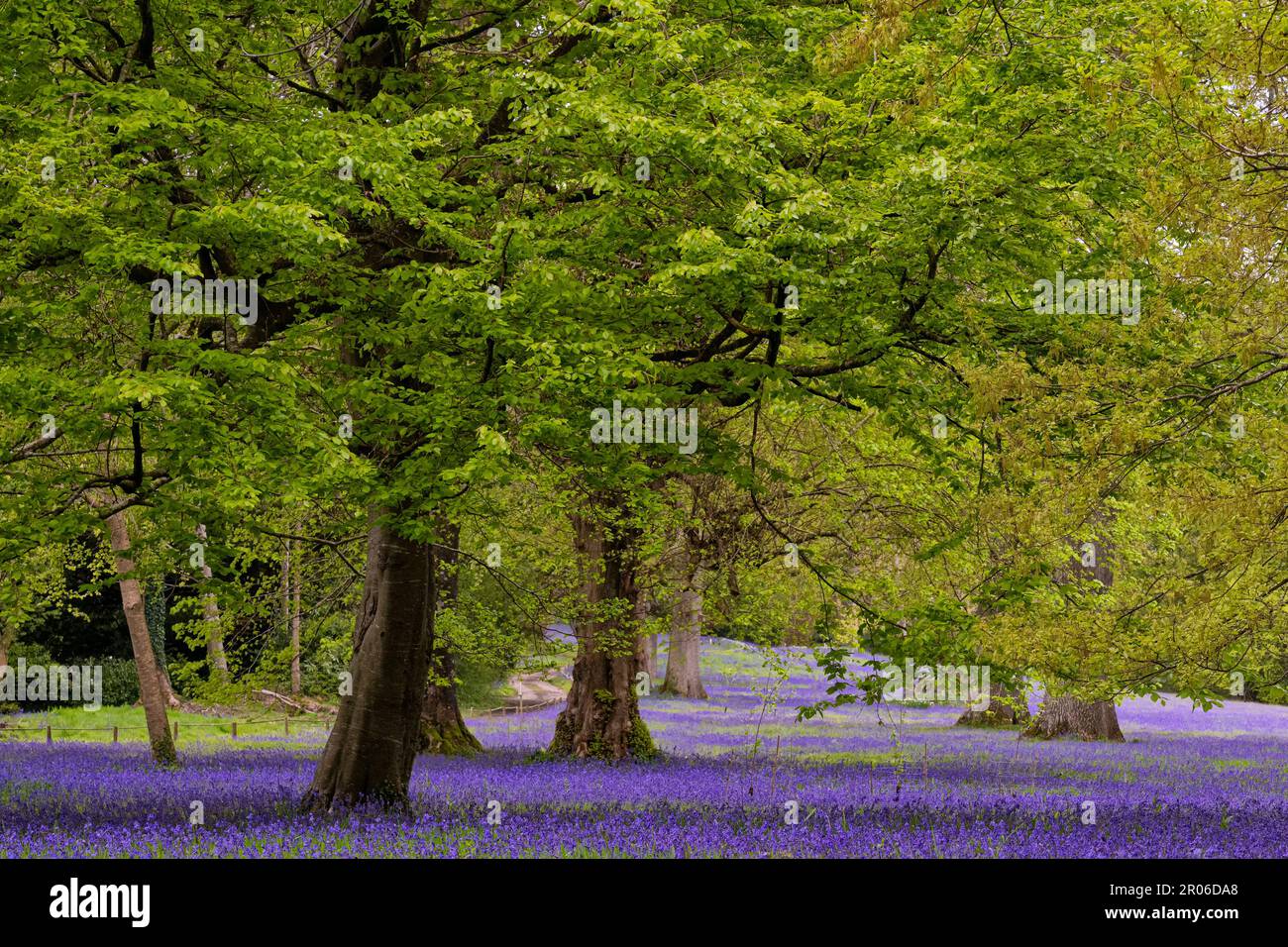 bluebells cornwall,Bluebell wood, with a pathway through English ...