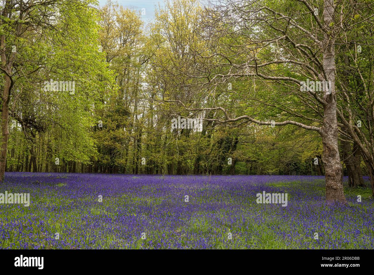 bluebells cornwall,Bluebell wood, with a pathway through English ...