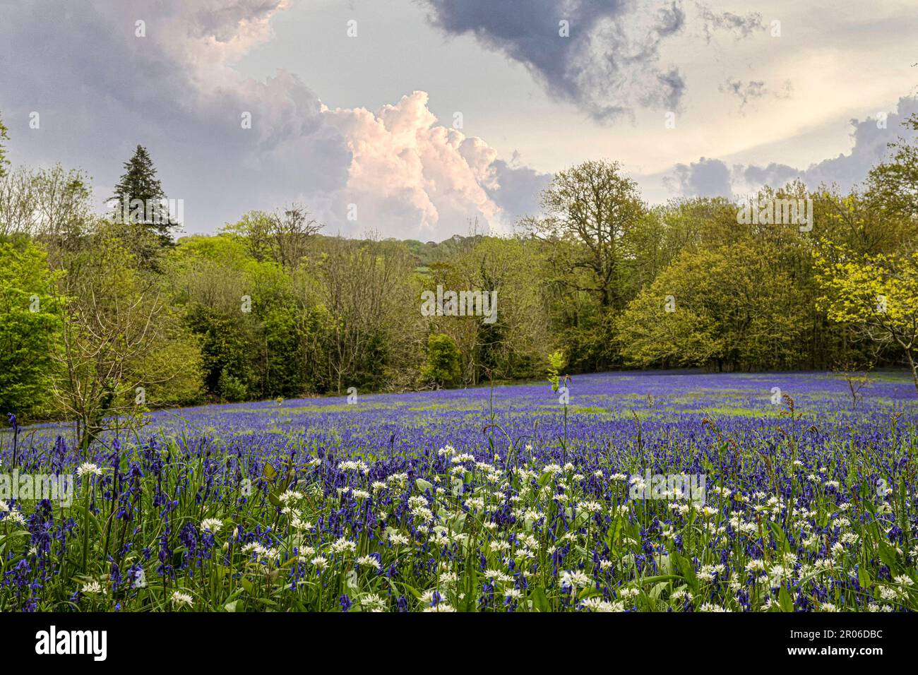 bluebells cornwall,Bluebell wood, with a pathway through English ...