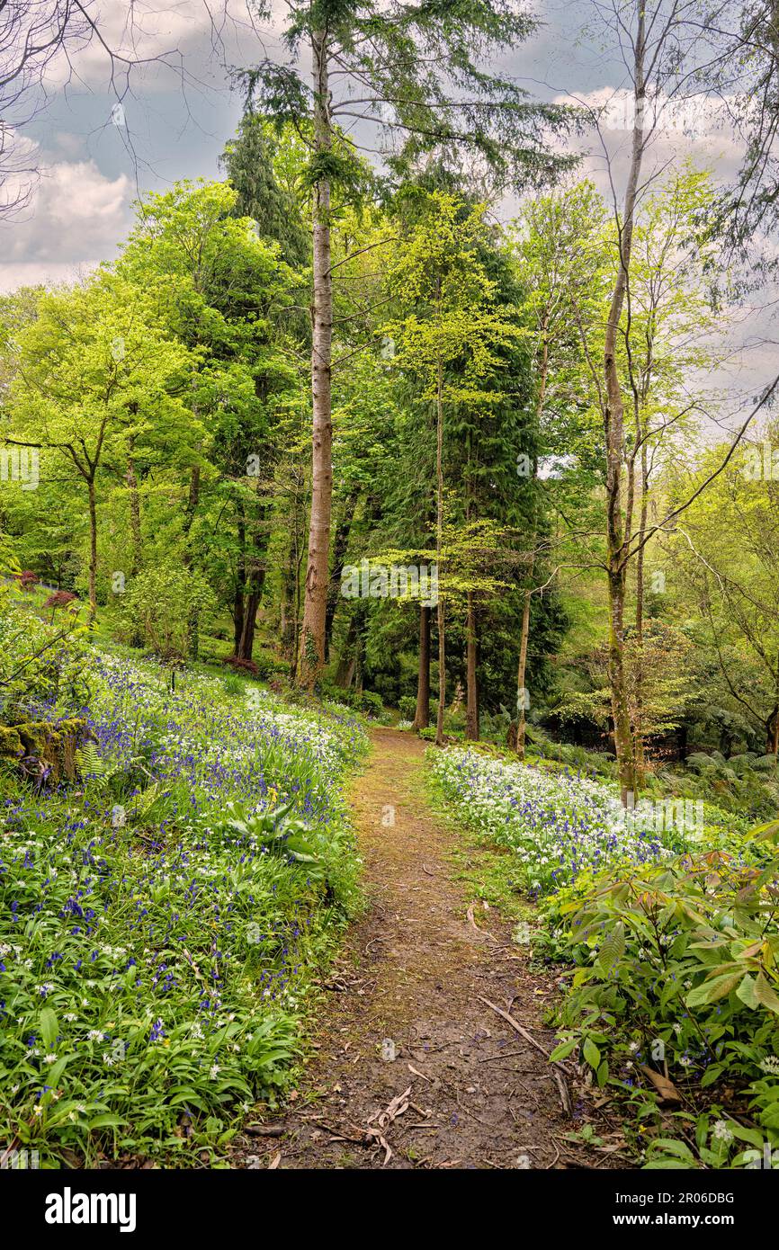 bluebells cornwall,Bluebell wood, with a pathway through English ...