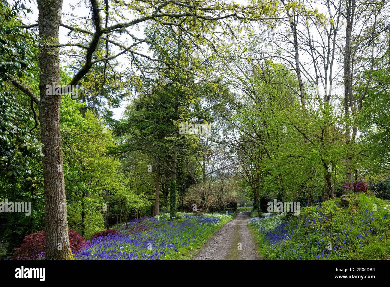 Bluebell wood, with a pathway through English bluebells, in a Spring ...