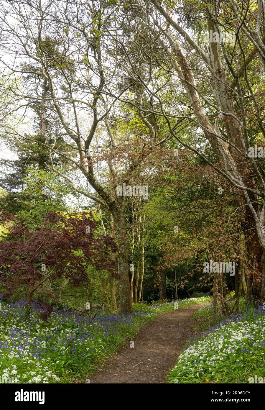 bluebells cornwall,Bluebell wood, with a pathway through English ...