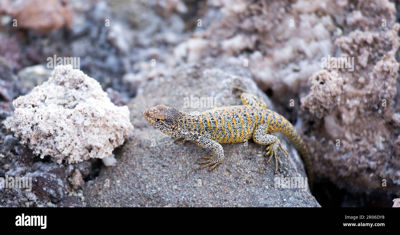 Photo of Liolaemus fabiani lizard in Atacama, Chile Stock Photo - Alamy