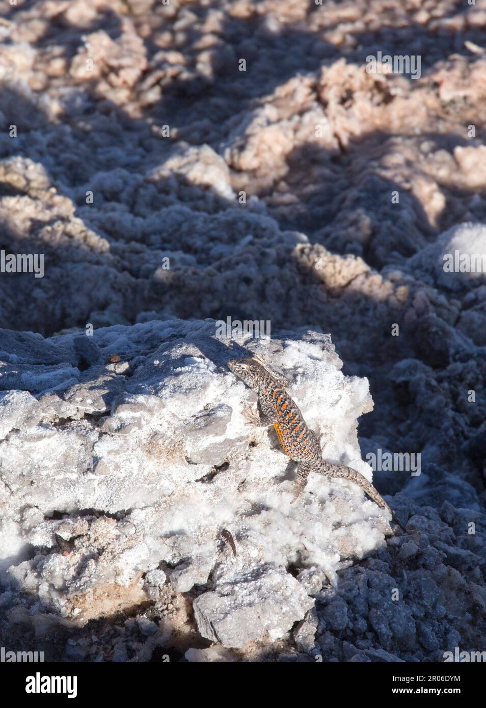 Photo of Liolaemus fabiani lizard in Atacama, Chile Stock Photo - Alamy