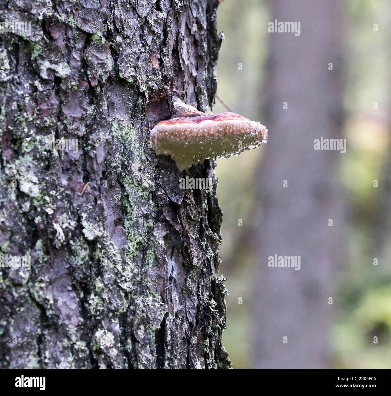 Photo of fomitopsis mushroom in Finland Stock Photo - Alamy