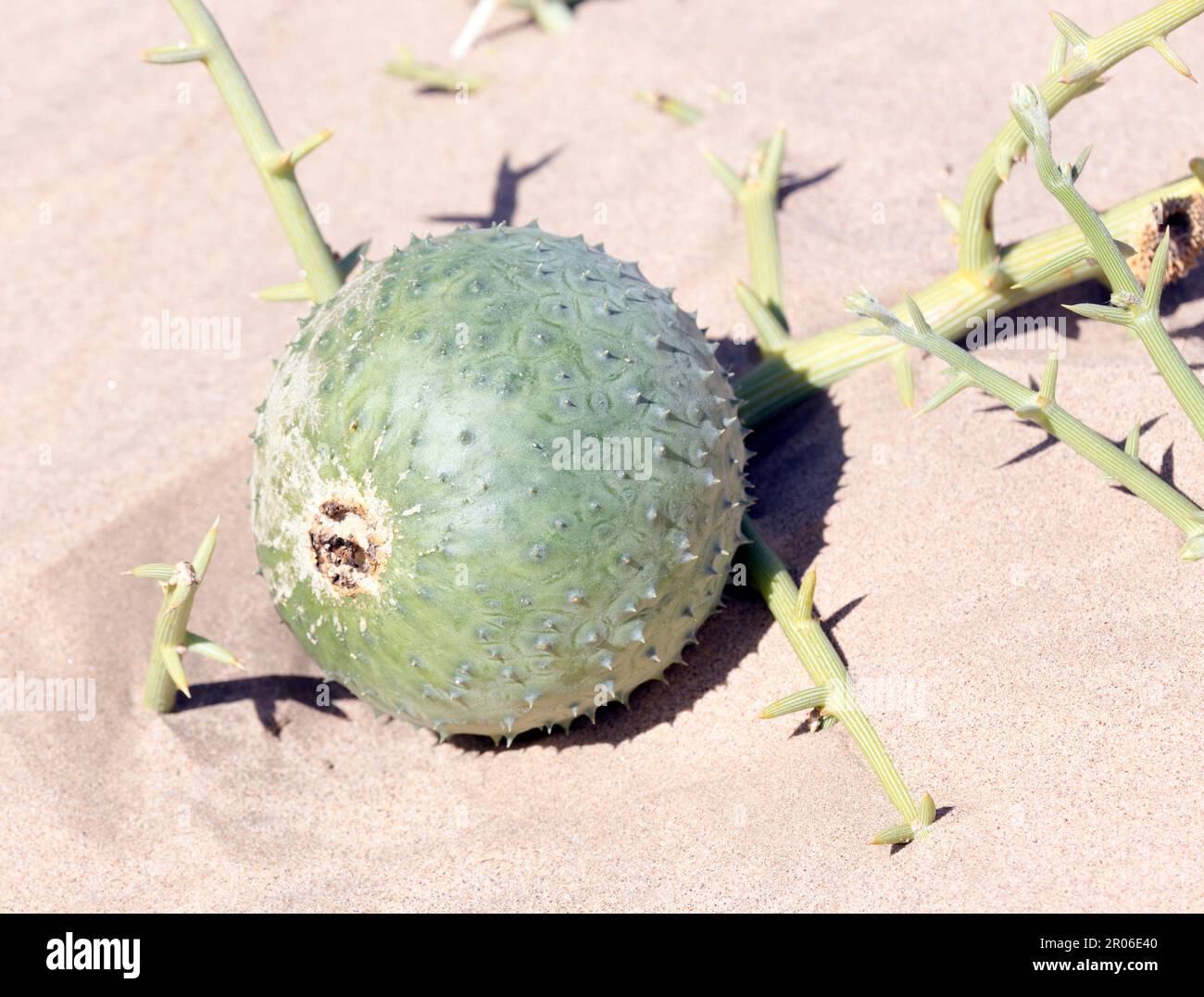 Photo of Nara plant with fruit in Namibia Stock Photo - Alamy