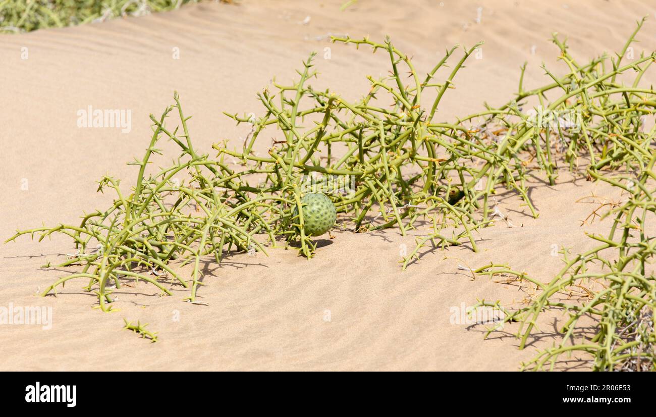 Photo of Nara plant with fruit in Namibia Stock Photo - Alamy