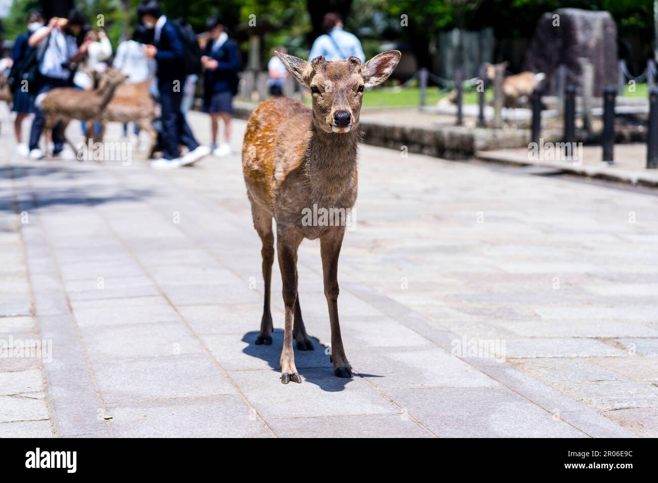 Tame animal hi-res stock photography and images - Alamy