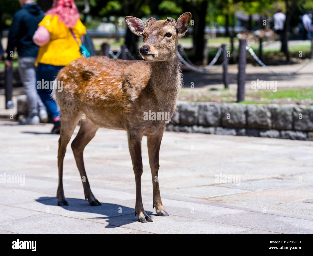 Tame animal hi-res stock photography and images - Alamy