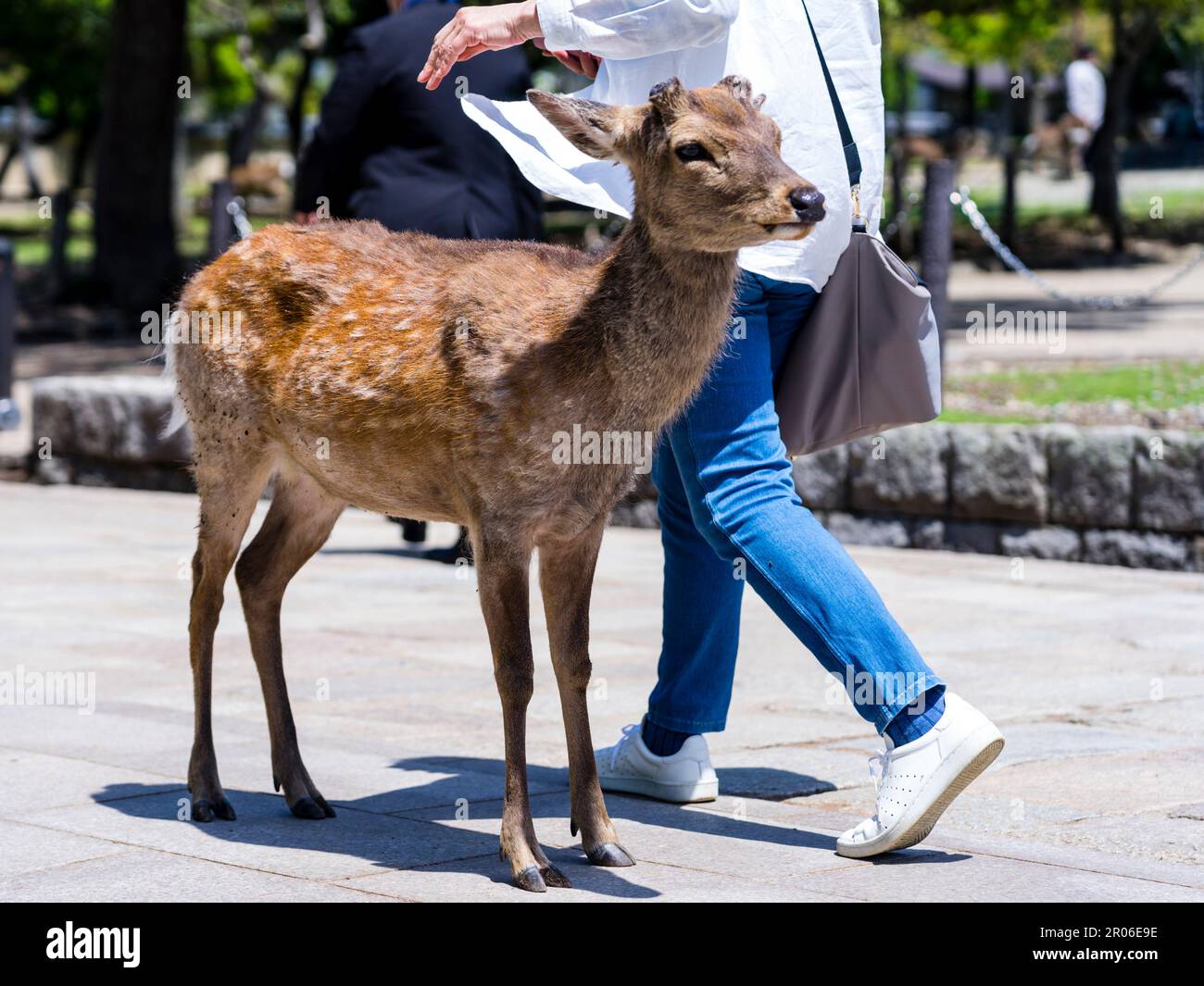 Tame deer in Nara/Japan Stock Photo - Alamy