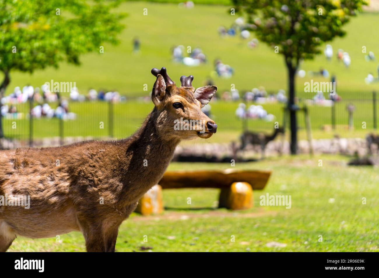 Tame deer in Nara/Japan Stock Photo - Alamy