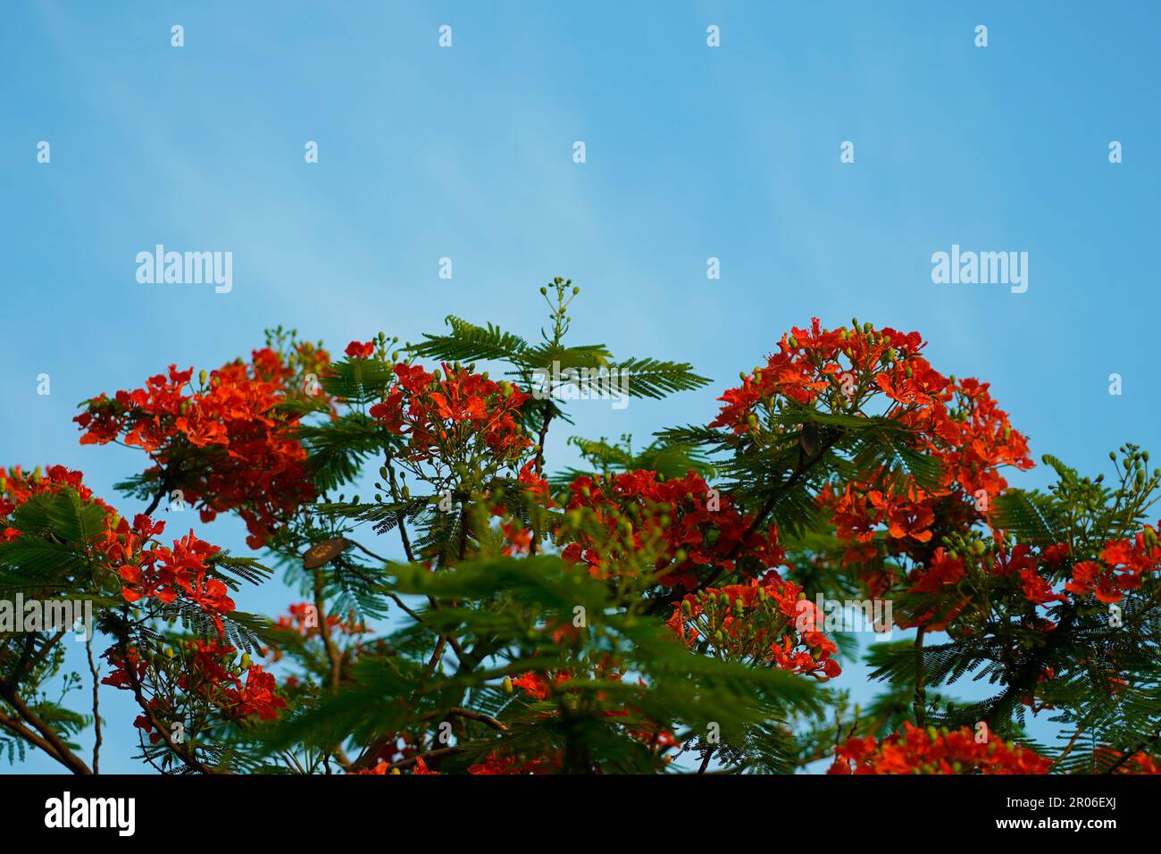A tree with red flowers Stock Photo - Alamy