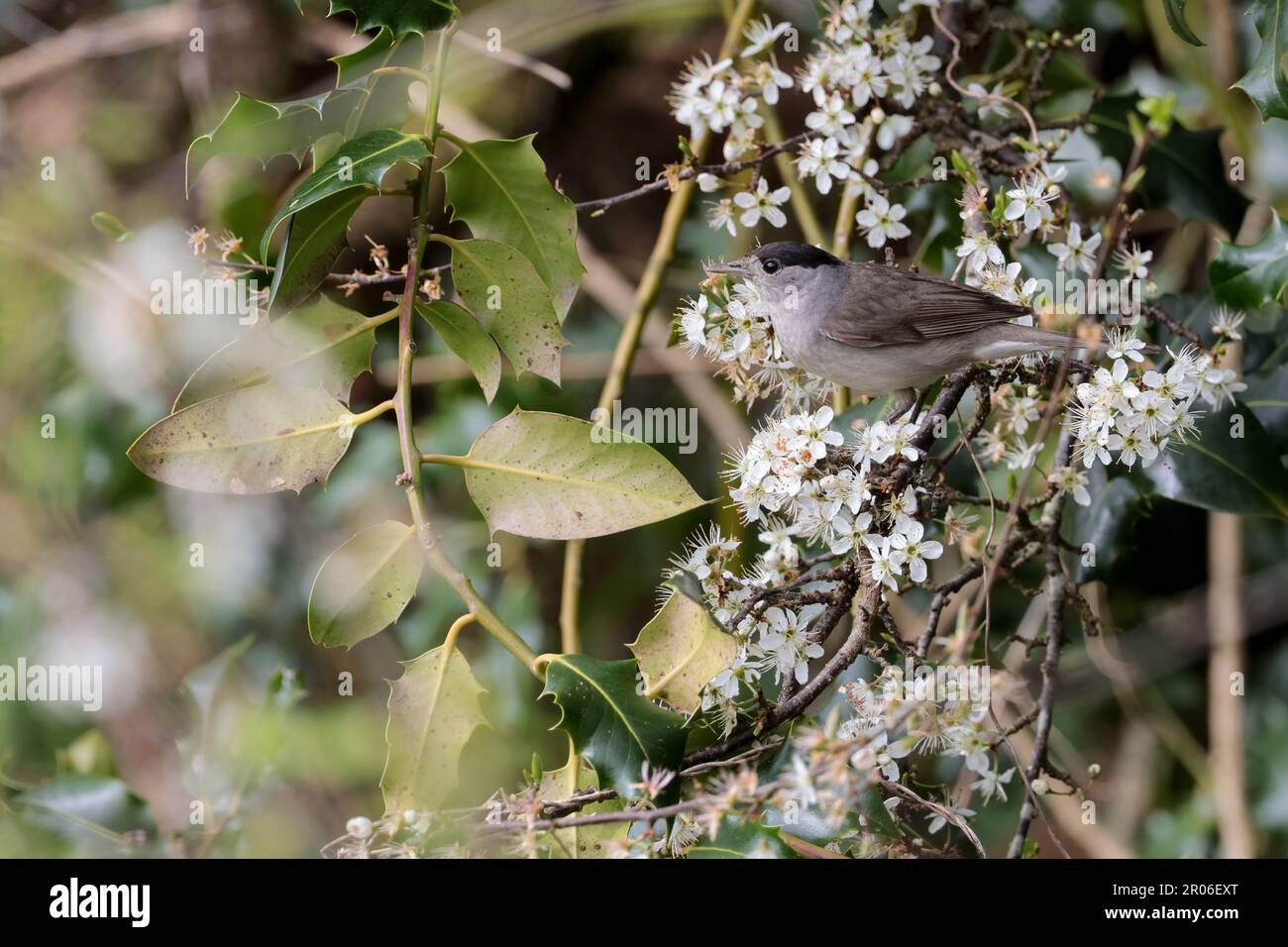 Blackcap on blackthorn bush shrub hi-res stock photography and images ...