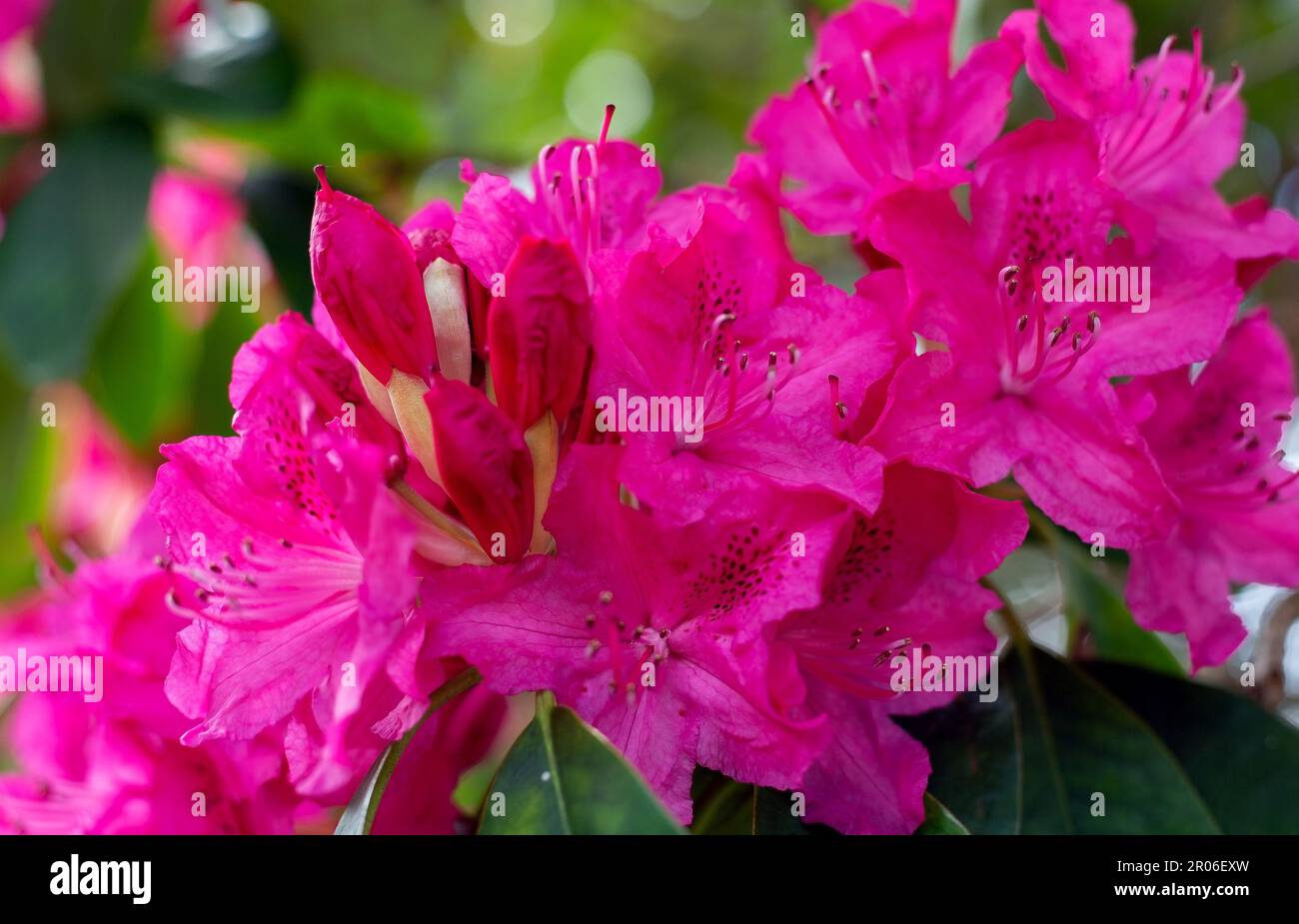 Pink flower in spring hi-res stock photography and images - Alamy