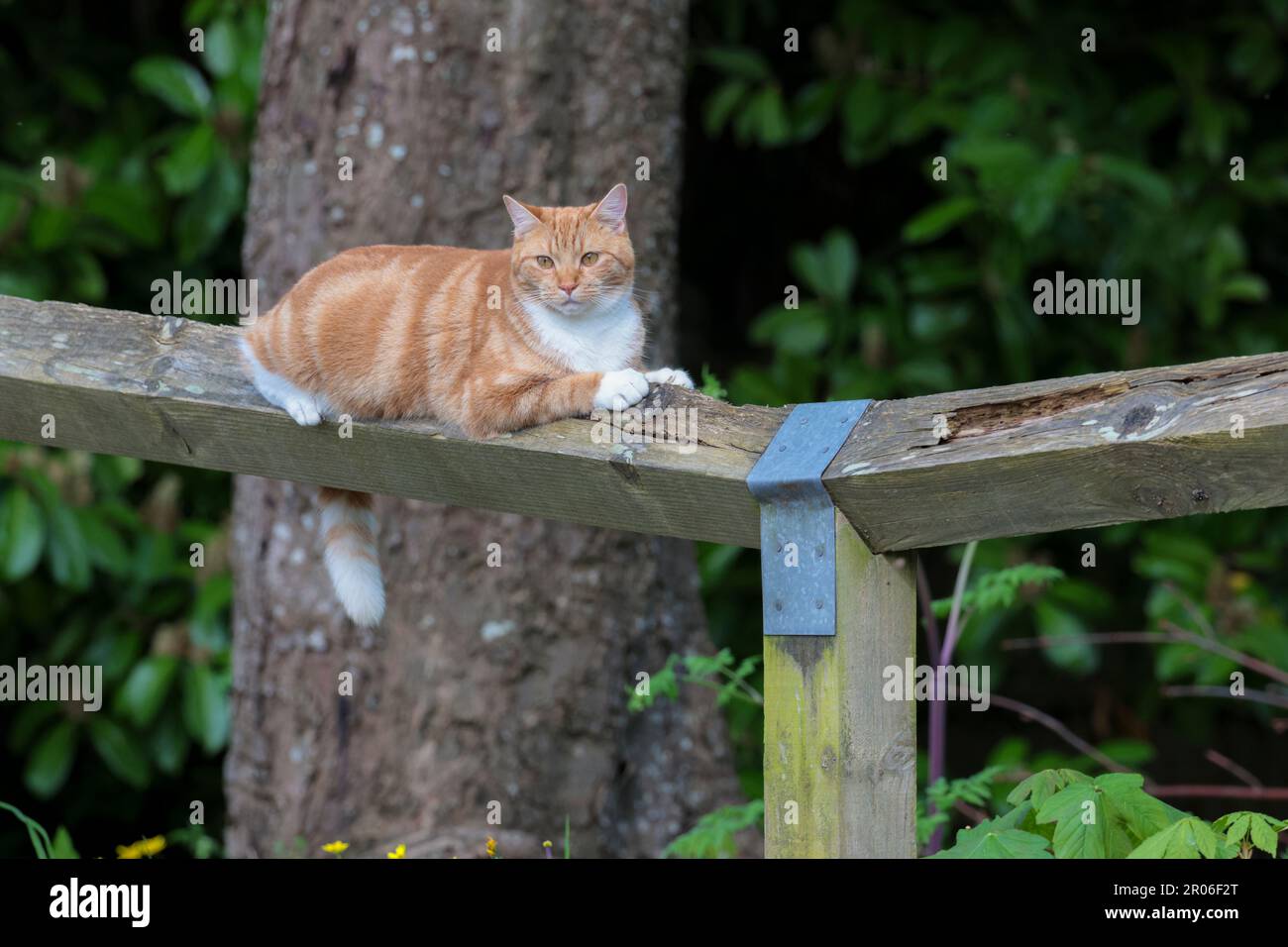 Cat pet ginger and white laying on rotting fence rail by small local ...