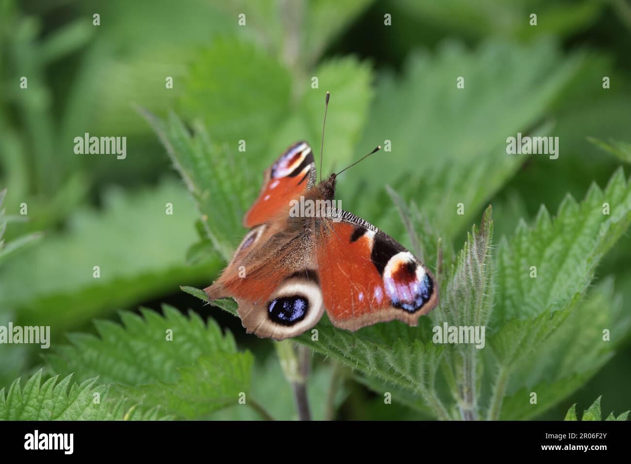 Peacock butterfly Inachis io, old tatty wings but rich maroon with ...
