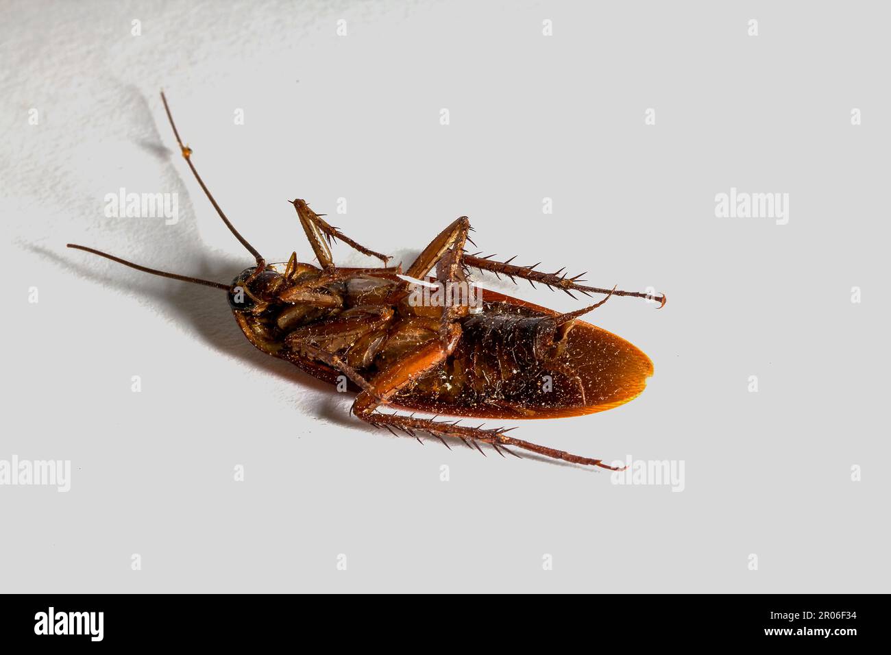 Cockroaches kitchen floor hi-res stock photography and images - Alamy