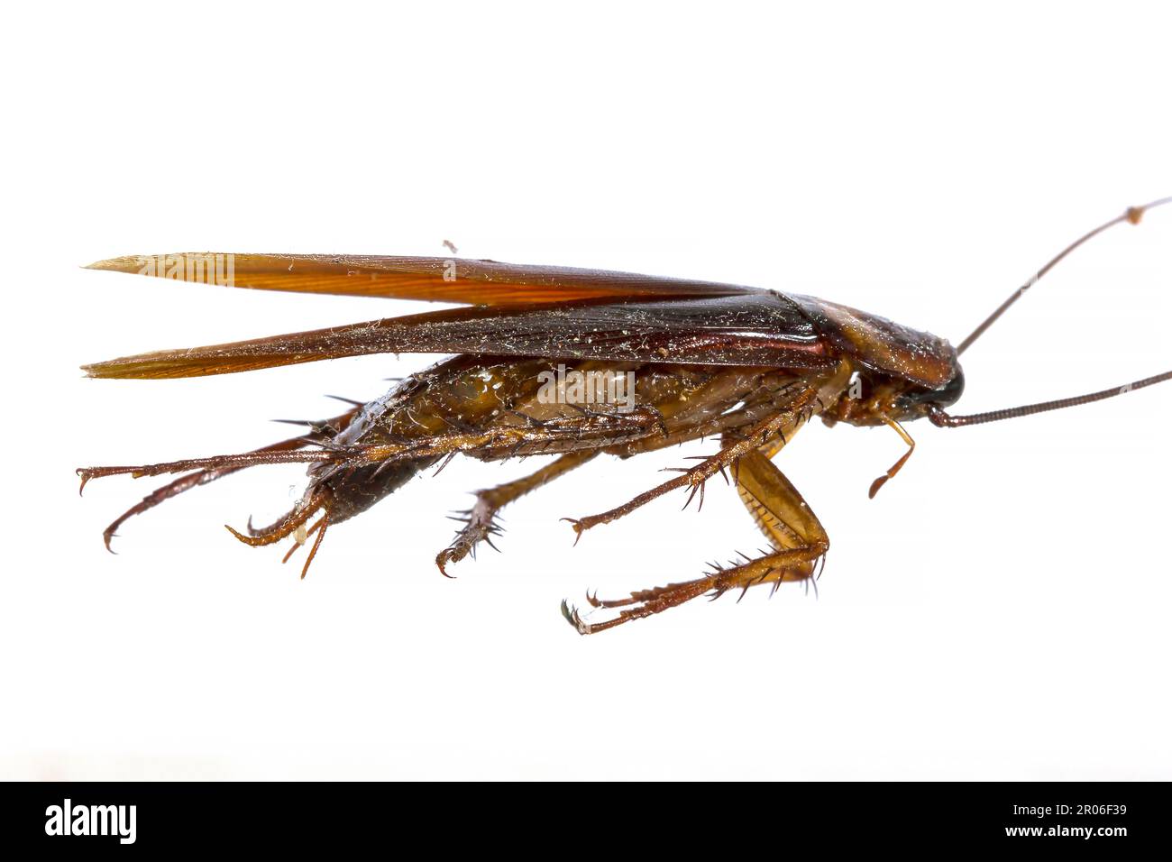 The remains body Cut Out Stock Images & Pictures - Alamy