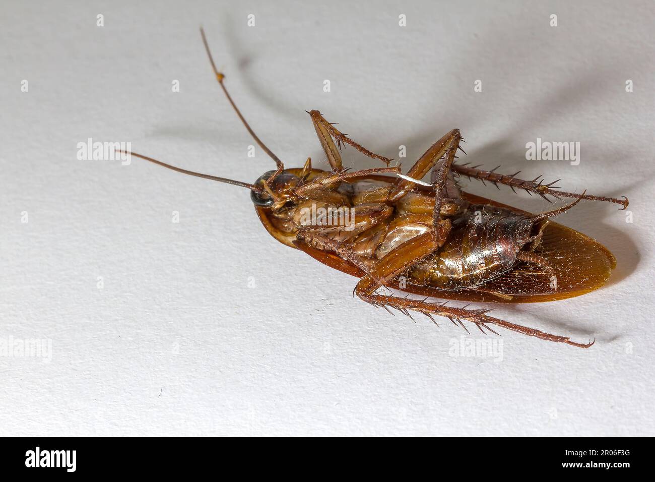 Remains of dead cockroaches Stock Photo - Alamy