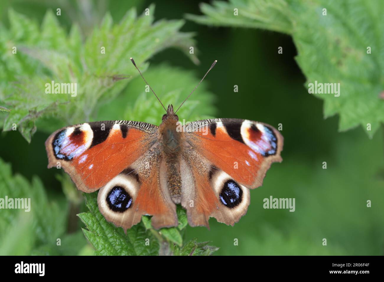 Peacock butterfly Inachis io, old tatty wings but rich maroon with ...