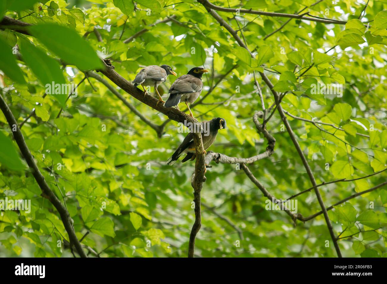 Mynas of asia hi-res stock photography and images - Alamy