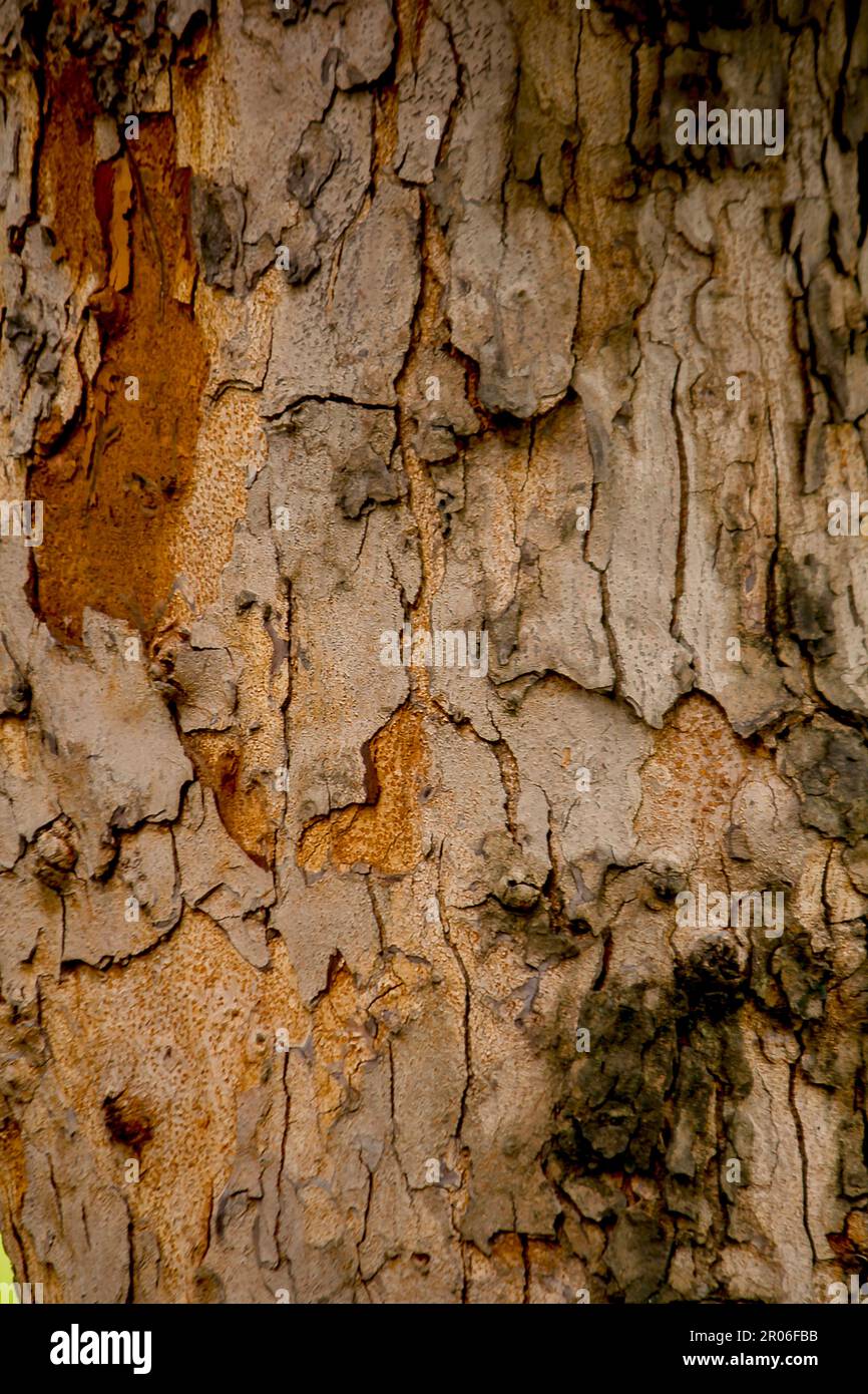 Drawing of dry tree bark hi-res stock photography and images - Alamy