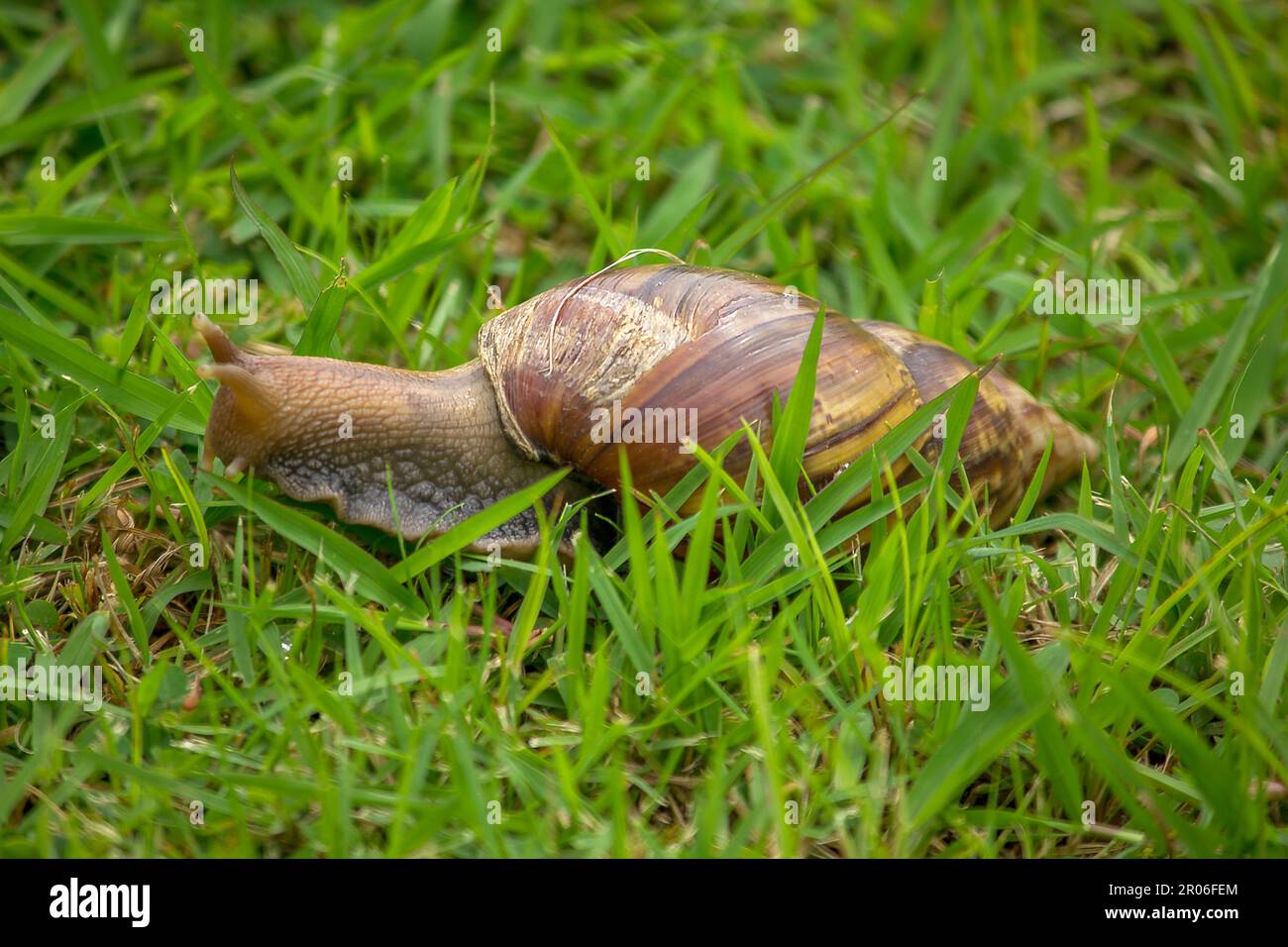 Snail grass water drop hi-res stock photography and images - Alamy