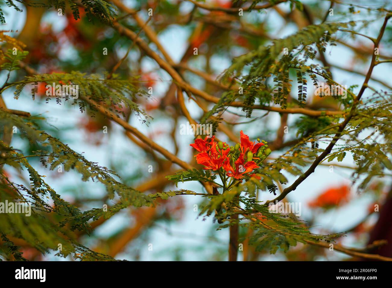 A tree with red flowers Stock Photo - Alamy