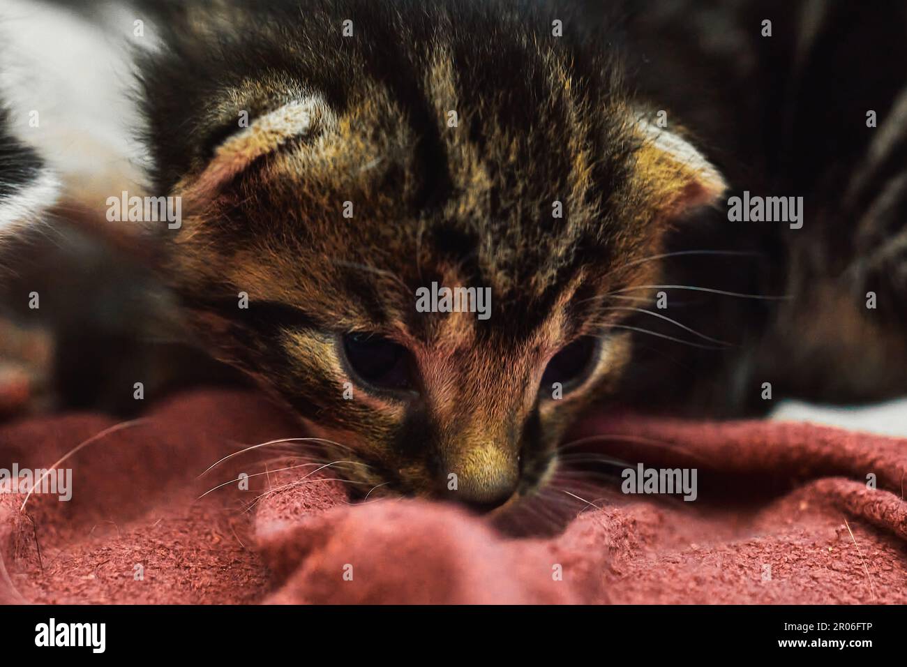 Cat Kitten Portraits Stock Photo - Alamy