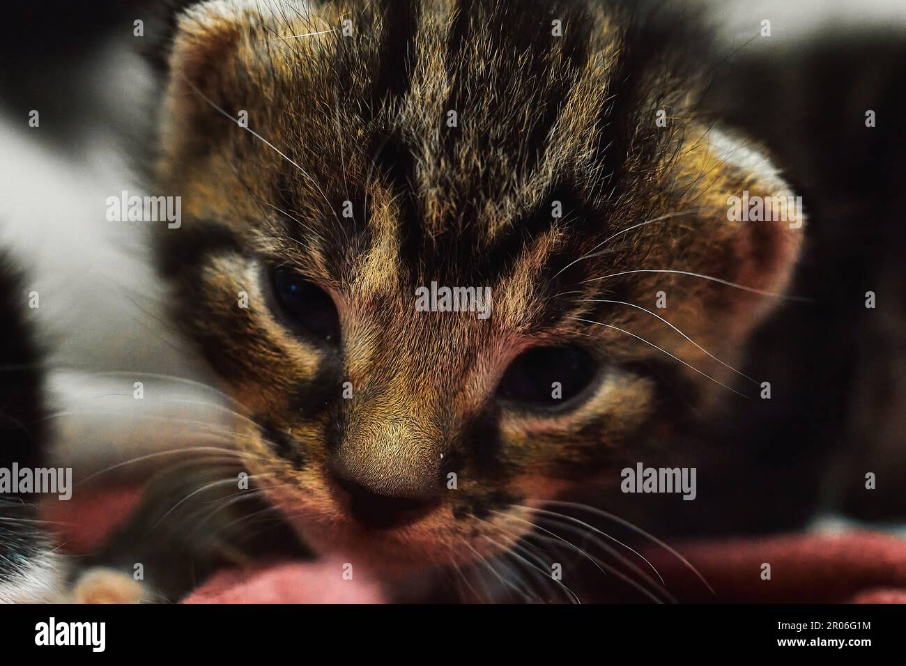 Cat Kitten Portraits Stock Photo - Alamy