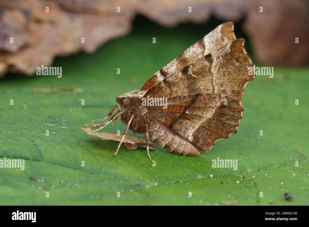 Natural Closeup on the European early thorn geometer moth , Selenia ...