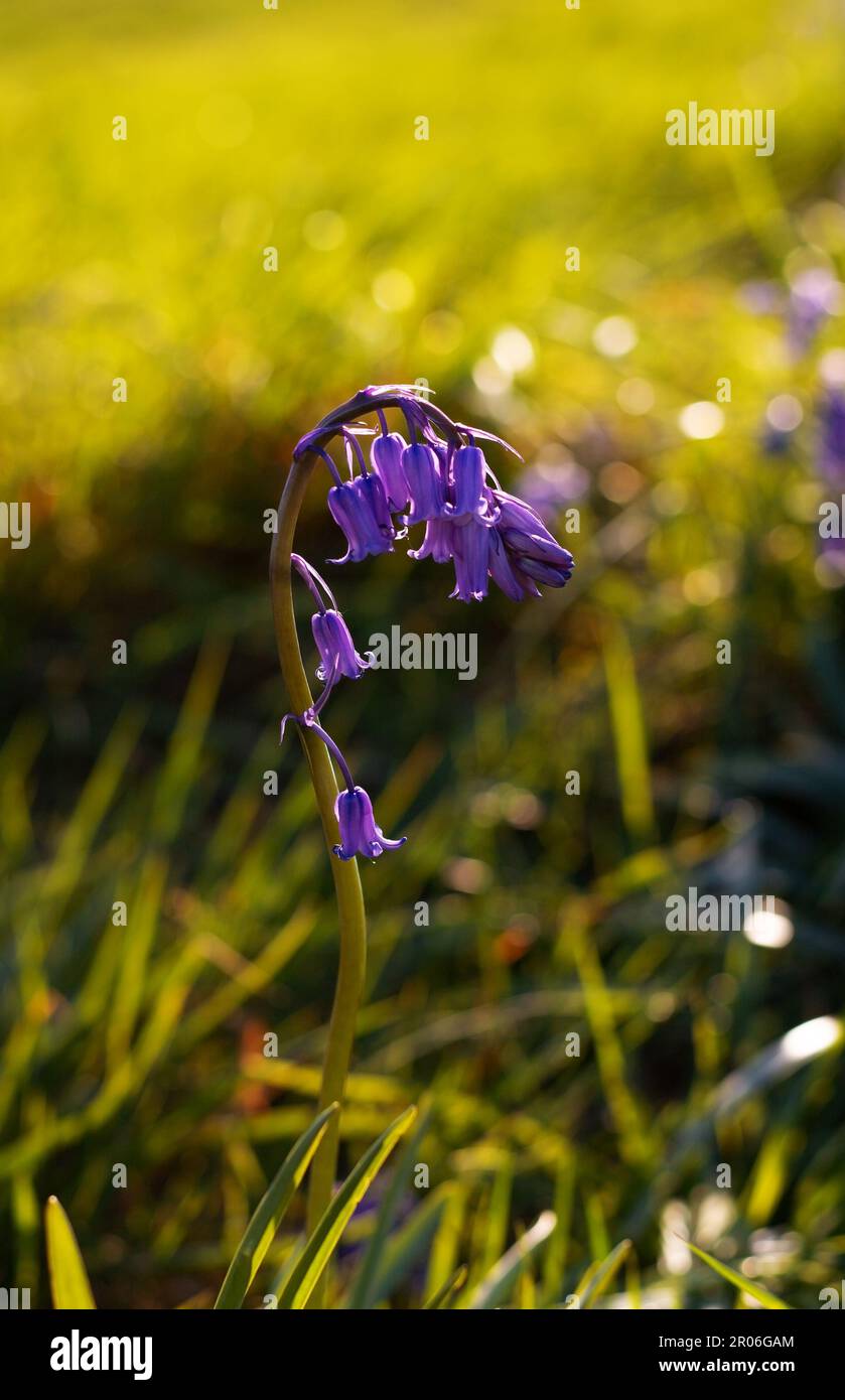 Purple bluebell flowers in bloom hi-res stock photography and images ...