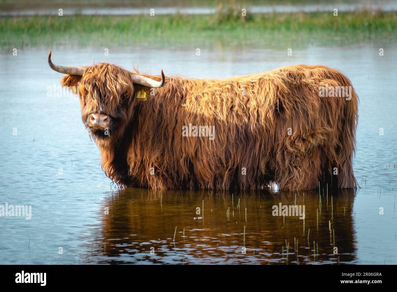 Highlander cow going for a swim in the lake. Wassenaar, The Netherlands ...