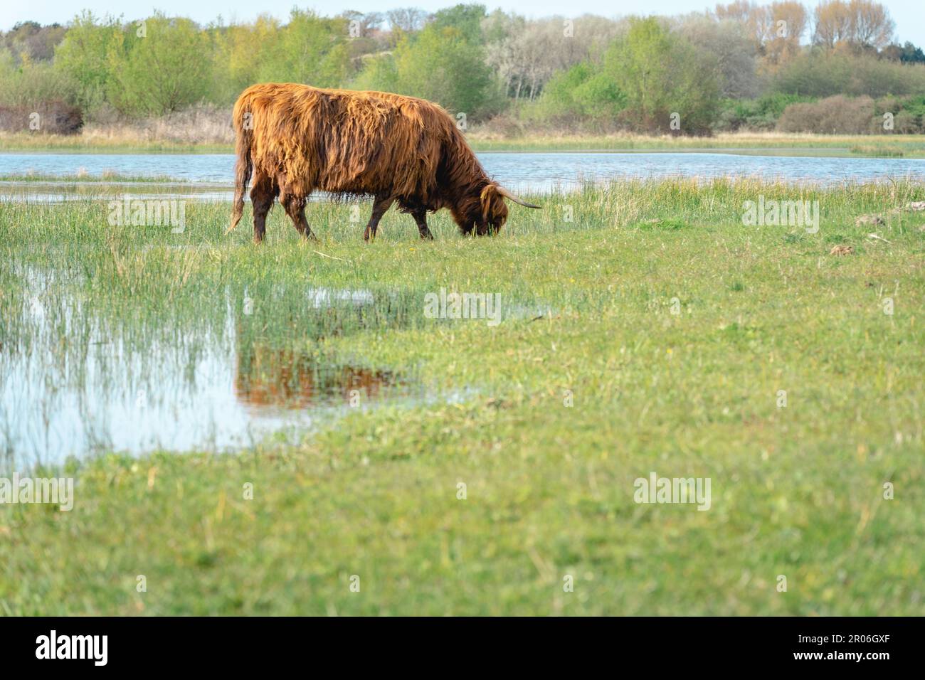 Highlander cow going for a swim in the lake. Wassenaar, The Netherlands ...