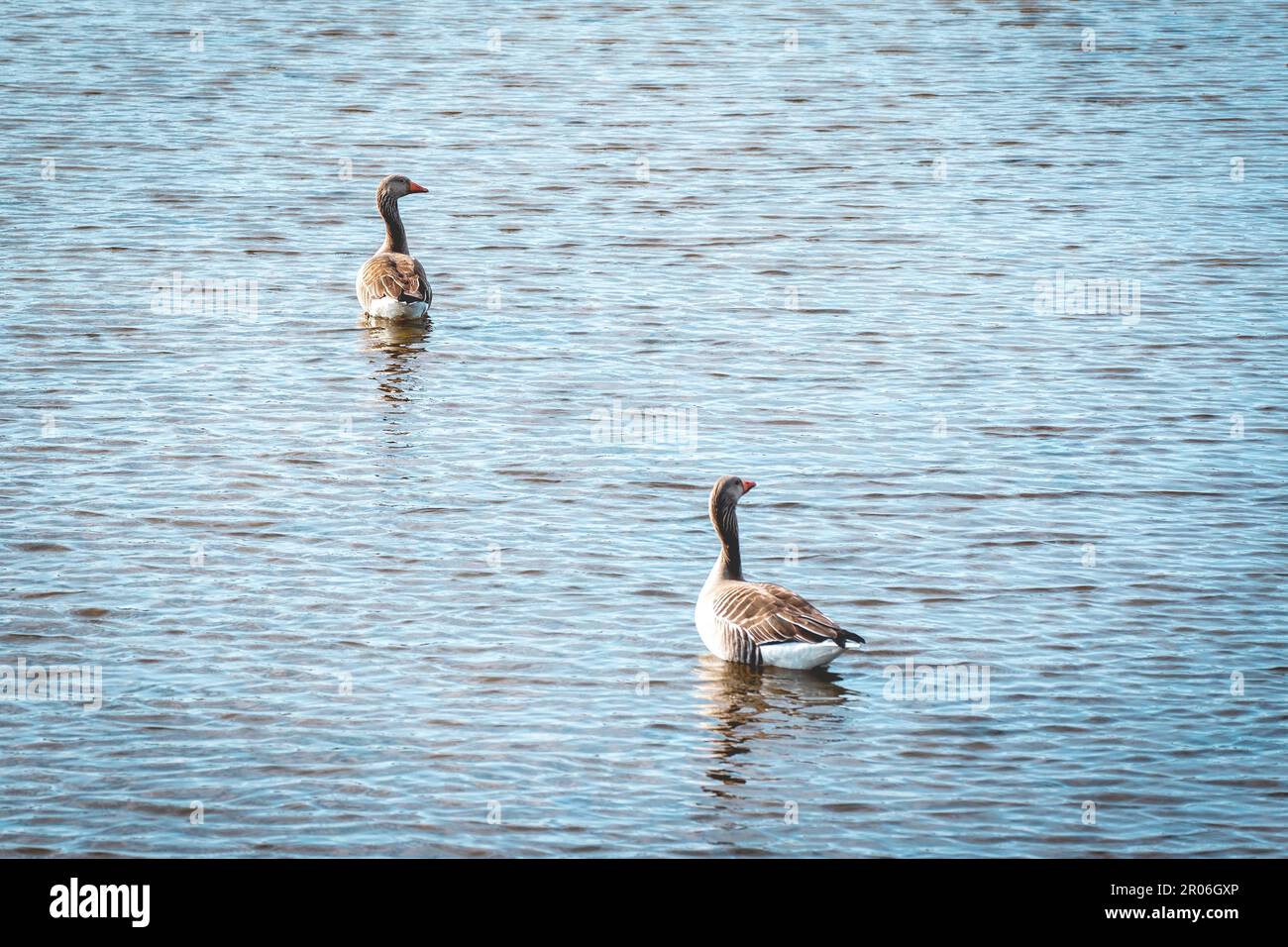 Gray geese in water hi-res stock photography and images - Alamy