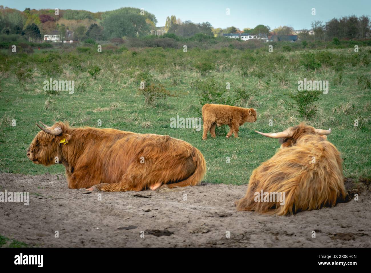 Highlander cows Laying down in the field of Wassenaar, The Netherlands ...
