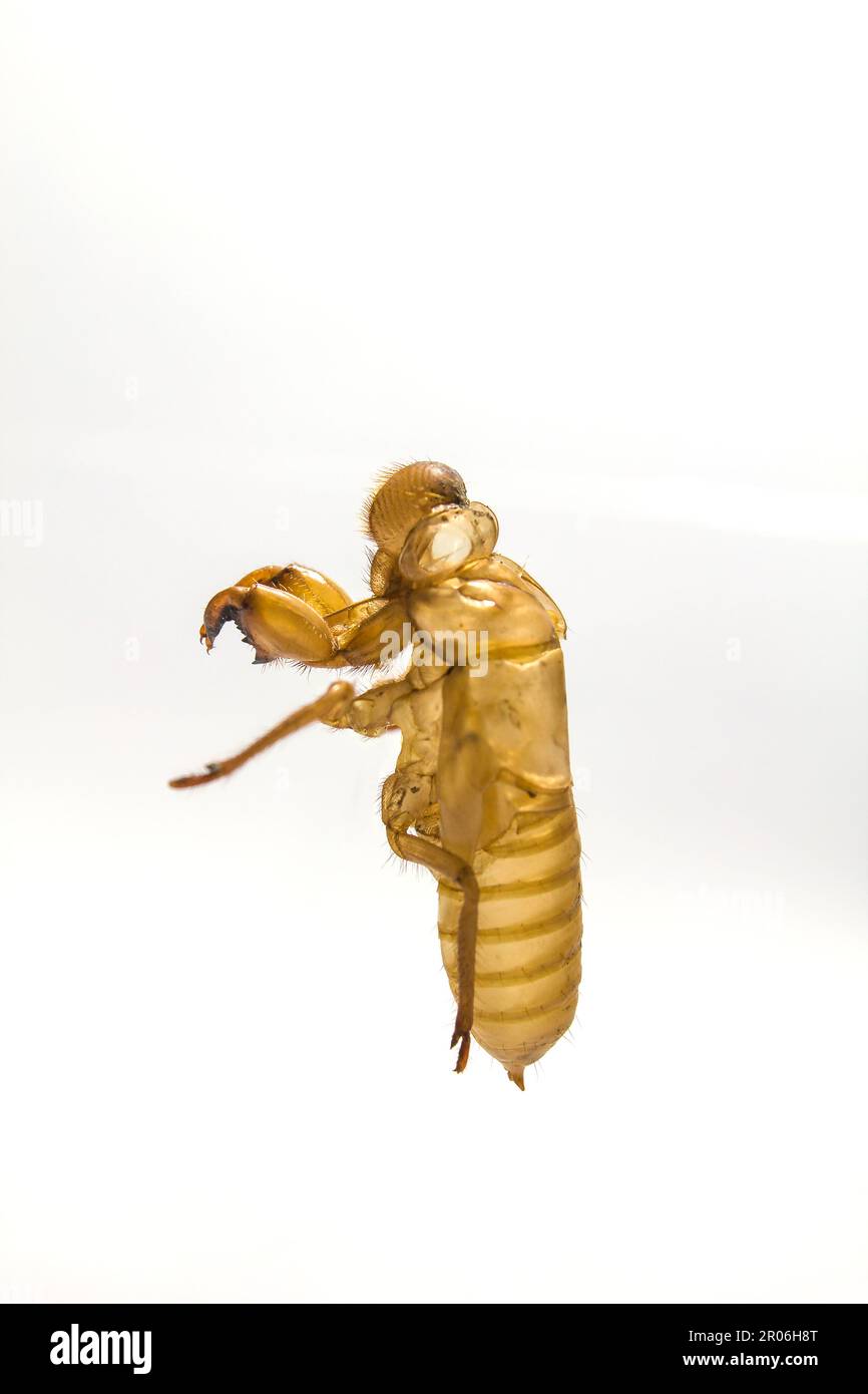Shell of Cicada on white background Stock Photo - Alamy
