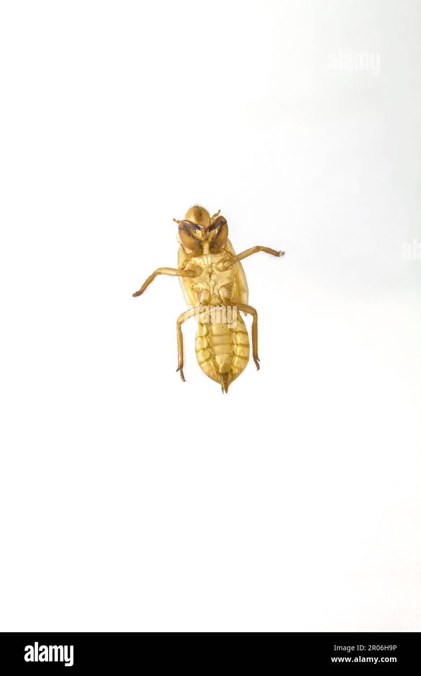Shell of Cicada on white background Stock Photo - Alamy
